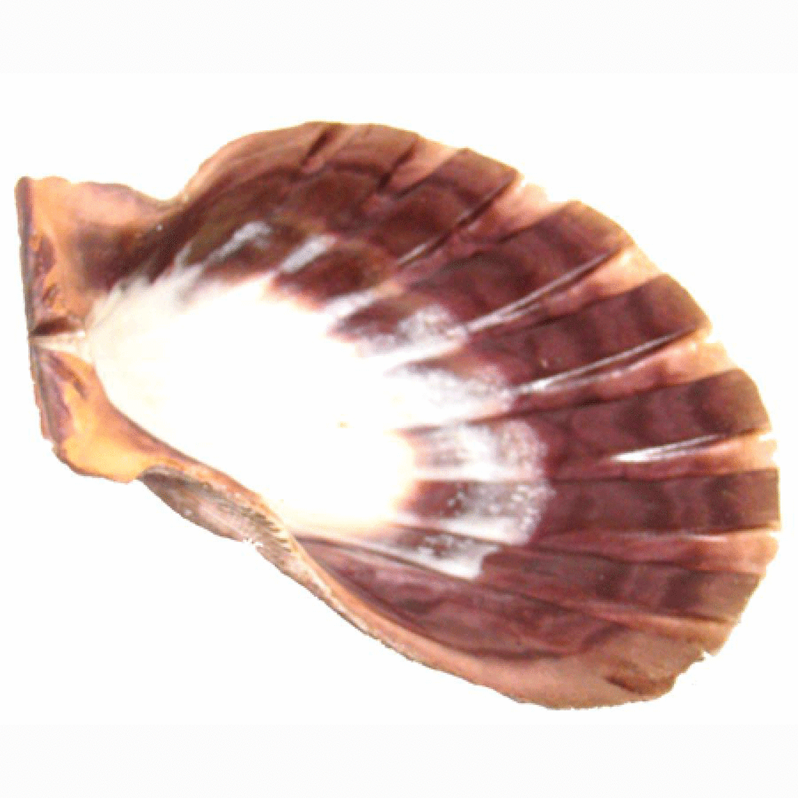Lion's Paw Scallop Shell