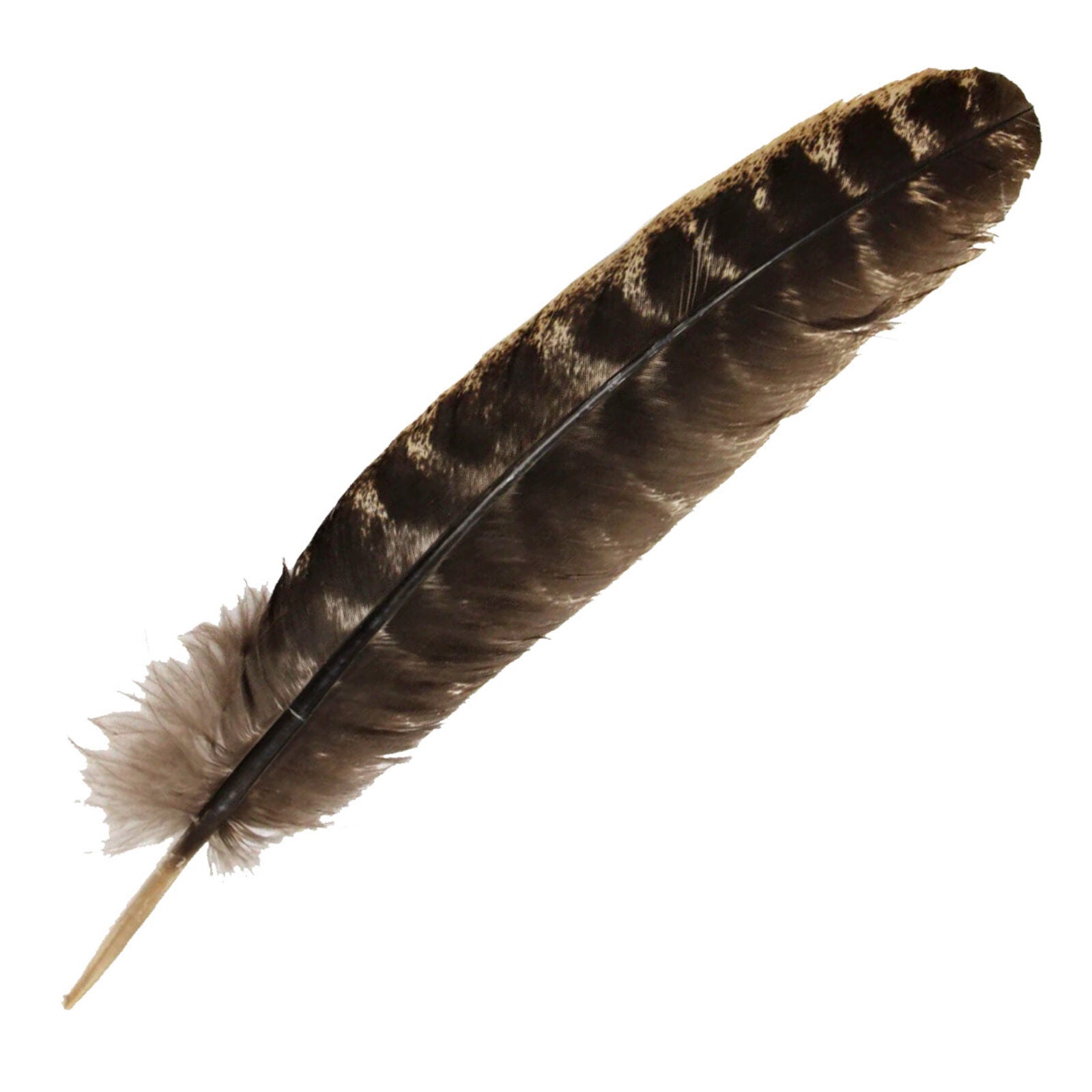 Barred Wing Smudging Feather 12"